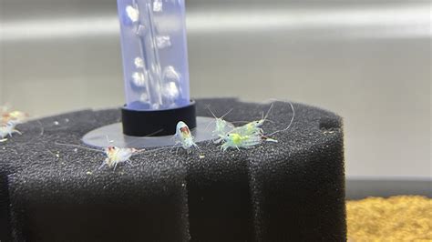 Neocaridina Blue Rilli Linnieseu