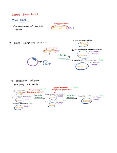 Gene Knockout Gene Knockout ÉÉÉin Of Target Vector Djing Gene