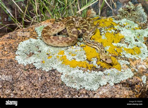 Gopher Snake Pituophis Catenifer Tucson Pima County Arizona United States 11 September