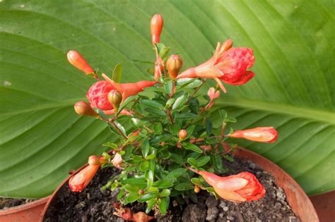 Dwarf Pomegranate By Bob Flowerdew