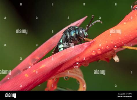 Australian Native Thyreus Nitidulus Neon Cuckoo Beeblue And Black