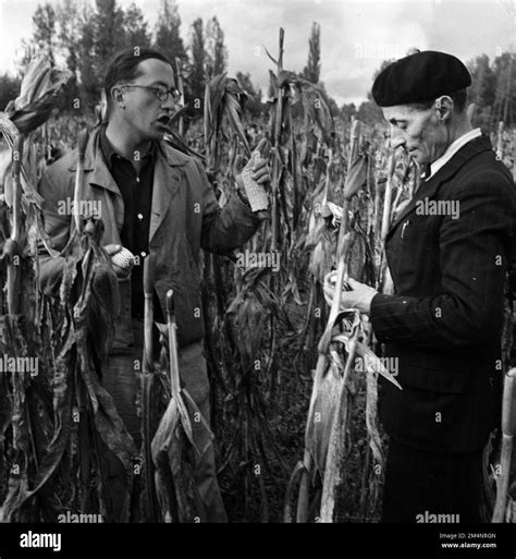 Hybrid Corn Experimental Farm At Asile St Leon Photographs Of