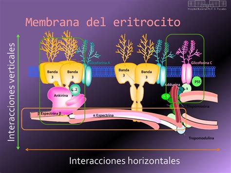 Ppt Esferocitosis Hereditaria Powerpoint Presentation Id 444979