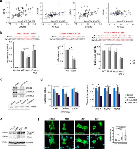 Creb3 Mediated Regulation Of Ergolgi Trafficking Genes A Correlation