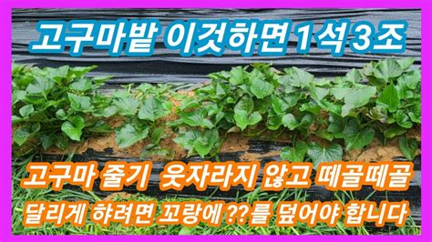 고구마를 떼골떼골 달리게 하는 꿀정보 고랑에 이걸 까세요 YouTube