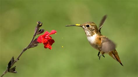 Bird Pollination Flowers