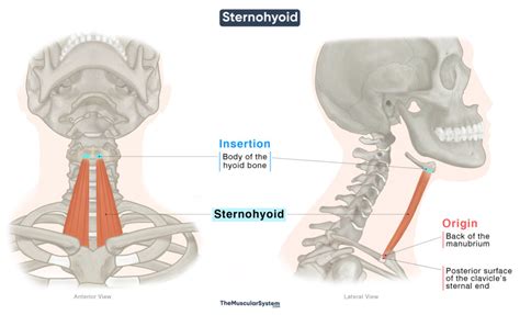 Sternohyoid Origin Insertion Action Innervation And Diagram