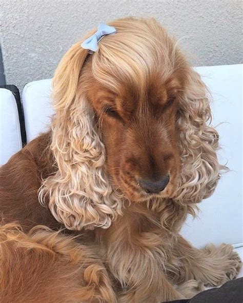 Cocker Spaniel Hairstyles Peach Colored Cocker Spaniel Cocker