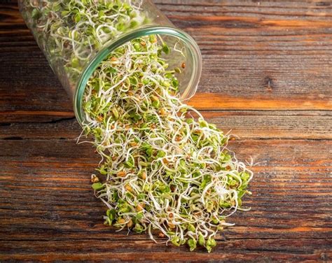 Organic Radish Seeds For Sprouting Buy In Bulk From Food To Live