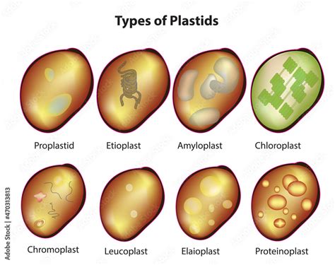 Types Of Plastids Classification Of Plastids In Microbiology Vector