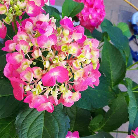 Summer Crush Hydrangea 3 Gallon Container Grimms Gardens