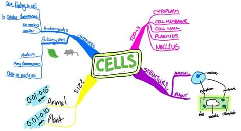 Cell Cycle Concept Map Mindmeister Mind Map Gambaran Vrogue Co