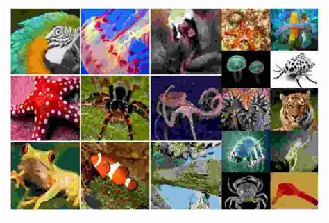Kingdom Animalia Goyal Brother Solutions Icse Class 9 Biology Ch 10
