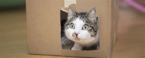 Npo法人 猫のご縁｜京都市で猫と長く暮らせるお手伝いをしています