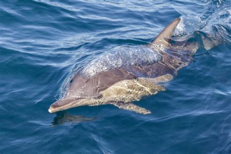 Observation des dauphins et des baleines à Auckland itinéraires