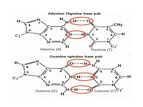 Dna Rna Basic Structure And Components Ppt