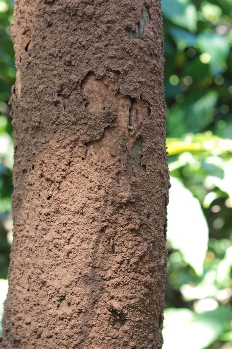 Tree With Termites Onan Coffee And Tea