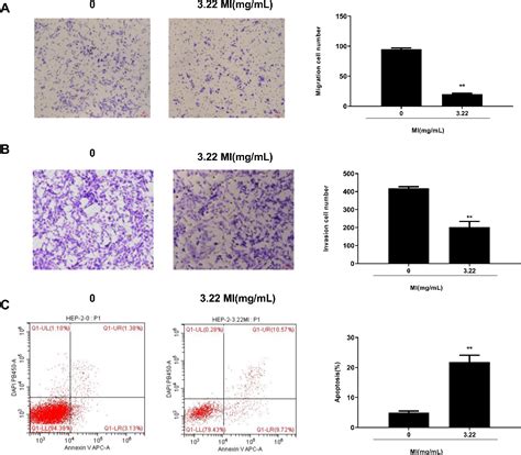 Figure 1 From Magnesium Isoglycyrrhizinate Induces An Inhibitory Effect