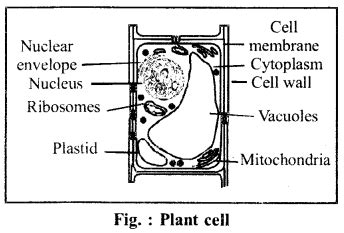 RBSE Solutions For Class Science Chapter Cell