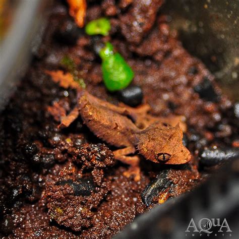 Spearpoint Leaf Tailed Gecko Uroplatus Ebenaui Aqua Imports