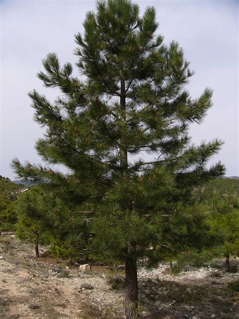 El Pino Pinus pertenece al grupo de las Coníferas y habita en bosques templados con suficiente