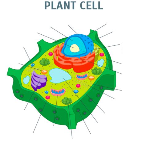 Animal Cell Labeling Quizlet Aice Biology Chapter 1 Plant Cell