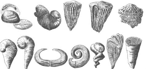 Geobiology Fossil ID Quiz Flashcards Quizlet