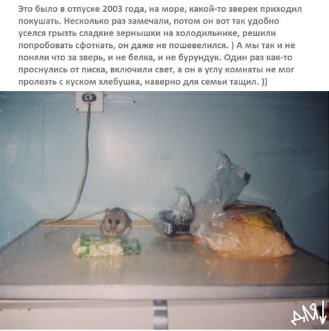 Зверек Пикабу