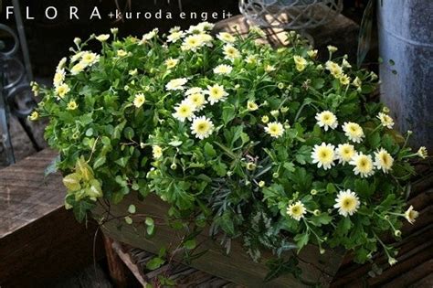 フランス小菊マトリカリアで春の野原系寄せ植え フローラのガーデニング園芸作業日記
