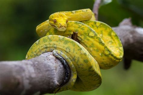 Green Tree Python Morelia Viridis Sur Branche Darbre Serpent Peau