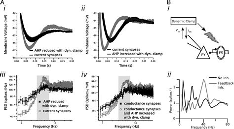 Dynamic Clamp Alteration Of Response Properties And Creation Of Virtual Realities In