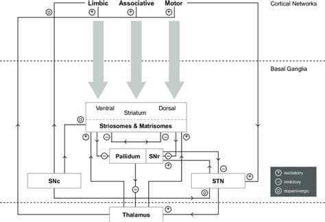 Simplified Schematic Illustration Of The Major Functional Download Scientific Diagram
