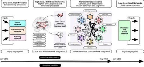 Revisiting The Functional Anatomy Of The Human Brain Toward A Meta Networking Theory Of