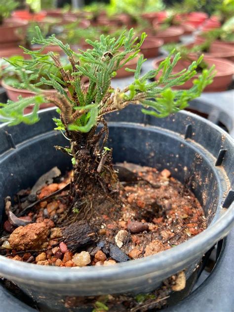 Selaginella Tamariscina Furniture And Home Living Gardening Plants