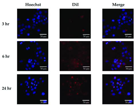 Cellular Uptake Of Dii Loaded F7 In Hacat Cells Cells Were Incubated