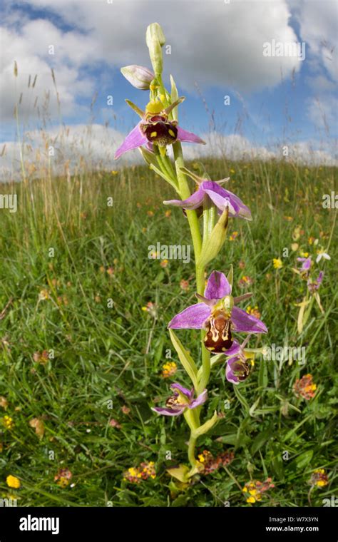 Bee Orchid Ophyris Apifera In Lowland Calcareous Grassland Habitat