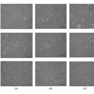 Effects Of Sme On Ahsc And Hc Viability Ahscs And Hcs Were Download Scientific Diagram