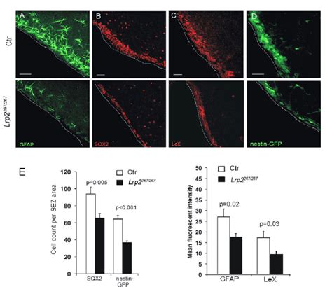 Immunohistological Detection And Quantification Of Neuronal Precursor