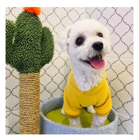 강아지 이름 추천 지식in