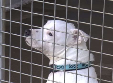 Kent Rspca Welcomes Tougher Sentences For Animal Cruelty