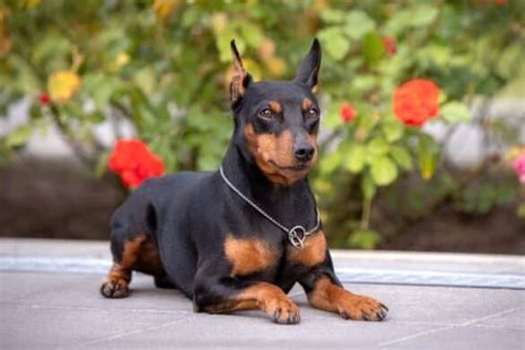 10 Best Doberman Breeders 2025 Updated