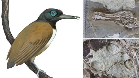 Weird Bird Species With Teeth At The Tip Of Its Beak Ate Fruit Not