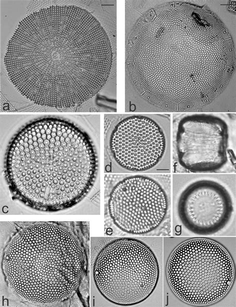 A Actinocyclus Octonarius Var Ralfsii B Actinocyclus Octonarius Download Scientific