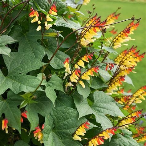 Firecracker Bush Red 6 Pot By Uplant Patio Lawn And Garden