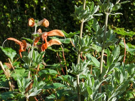 Salvia Africana Lutea Seed