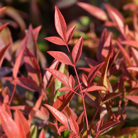 Gulf Stream Heavenly Bamboo Plants Express