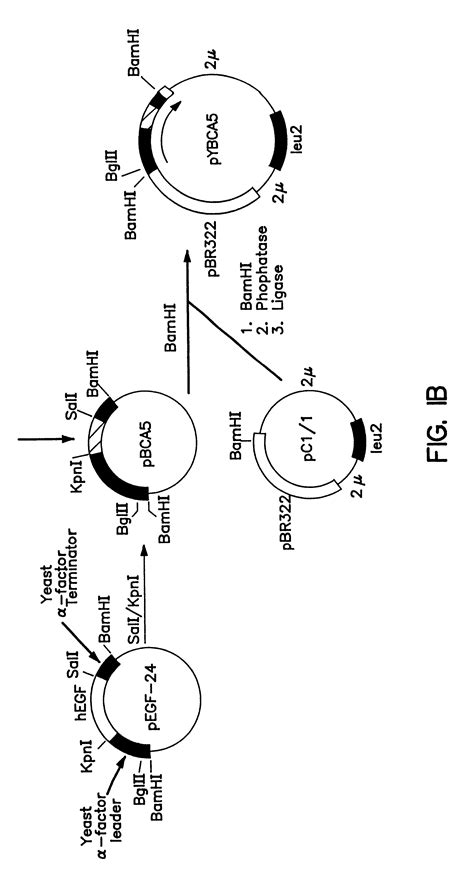 Yeast Proteins Patented Technology Retrieval Search Results Eureka Patsnap