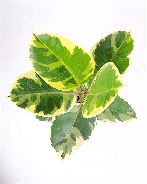 Ficus el Tineke - Botanistas