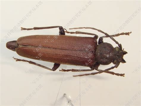 褐幽天牛 Arhopalus Rusticus 物种库 国家动物标本资源库