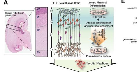 News In Proteomics Research Spatiotemporal Proteomic Profiling Of